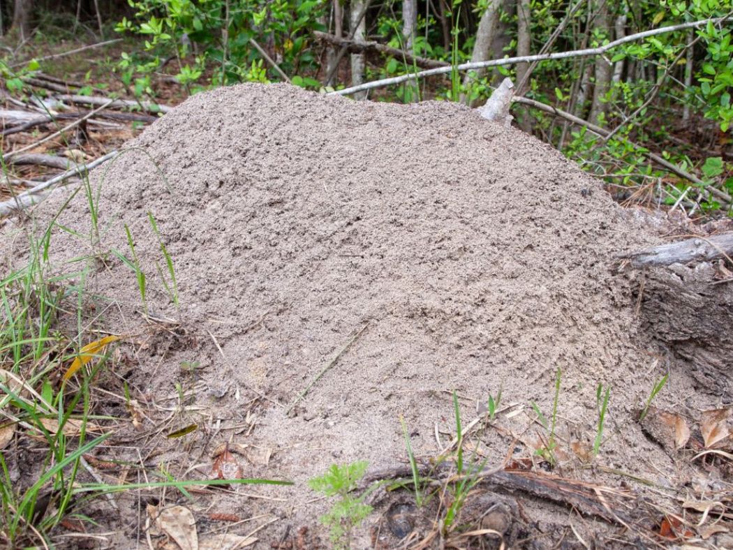 Fire Ant Pest Control in Katy, TX | Mama Bear Pest and Outdoor
